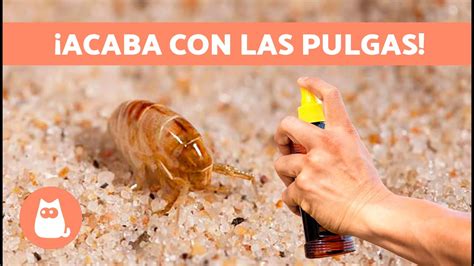 Cómo Quitar Las Pulgas A Mi Perro De Manera Rápida Y Efectiva