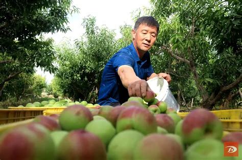 中国传统名桃产业发展大会敦煌2023桃文化艺术节开幕澎湃号·政务澎湃新闻 The Paper