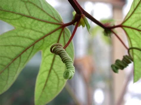 Modified Leaves And Their Functions