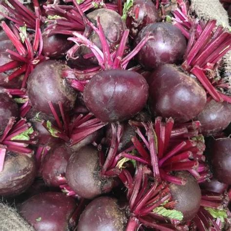 A Grade Pan India Ooty Beetroot Packaging Type Gunny Bag Packaging Size 50 Kg At ₹ 50 Kg In