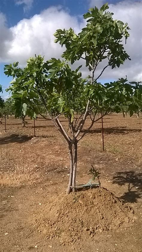 Espacio Donde Antes Hubo Una Ficus Adulta Que Enfermó Y En Su Lugar