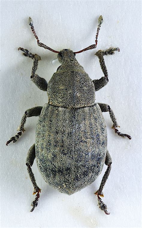Tropiphorus Terricola Clivechestermeadowsjan2020 North West Invertebrates