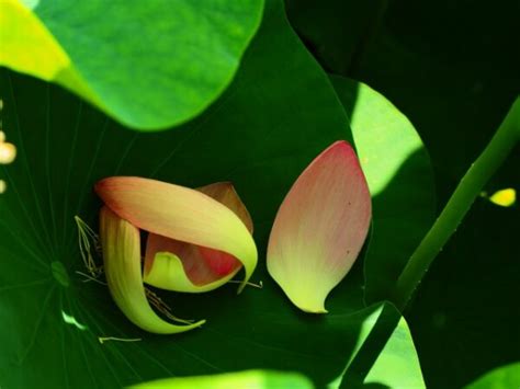 散華をもらったらどう使えばいい？散華の使い方・飾り方、どこでいただくことができるのかについて ド素人がはじめたdiy