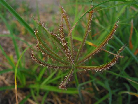 Chloris Barbata Poaceae