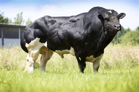 What Is Wagyu Beef How Is Wagyu Beef Raised Artofit