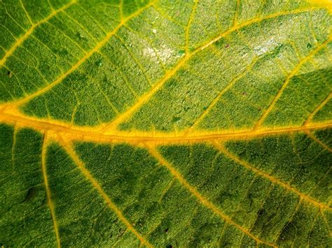 Premium Photo A Closeup Of The Texture Of A Walnut Tree Leaf