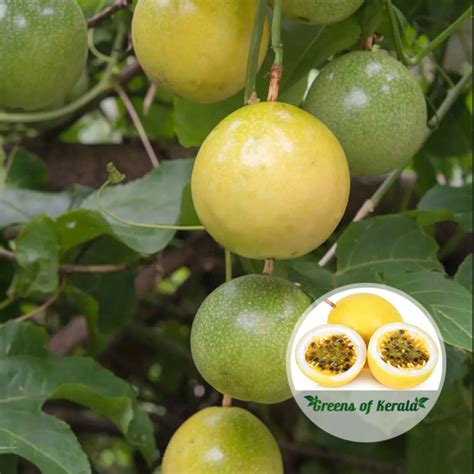 Yellow Passion Fruit Tree Seedling Yellow Passion Fruit Live Plant