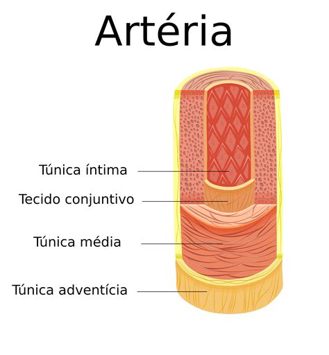 Artéria Sistema Circulatório Anatomia das Artérias InfoEscola