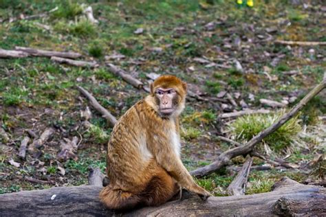 Barbary Macaque 2025 Incredible Facts Habitat Diet And More