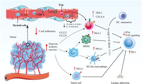 Manipulation Of The Crosstalk Between Tumor Angiogenesis And