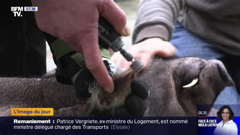 L image du jour Elle se lance dans la pédicure pour cochons 09 02