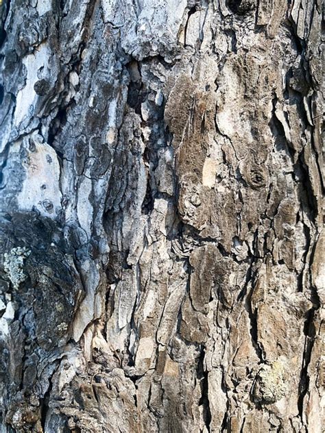 Arbre Tronc Écorce Photo gratuite sur Pixabay Pixabay
