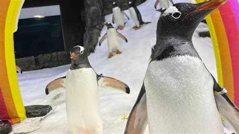 Australia Sphen The Famous Gay Penguin Has Died News Bulletin 247