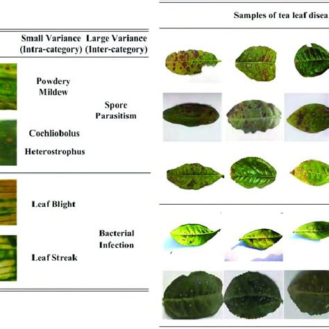 Illustration Of The Difficulty Of Fine Grained Image Classification Of Download Scientific