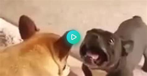 When Youre Barking Up The Wrong Tree… Album On Imgur