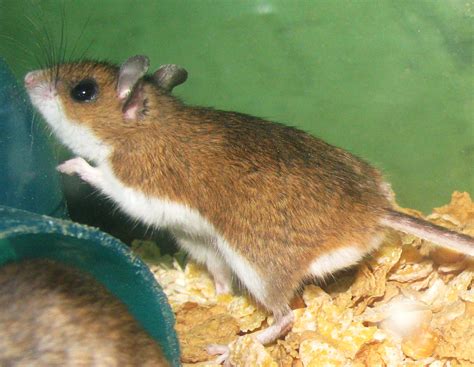 Deer Mouse School Ipm Usu Extension Usu