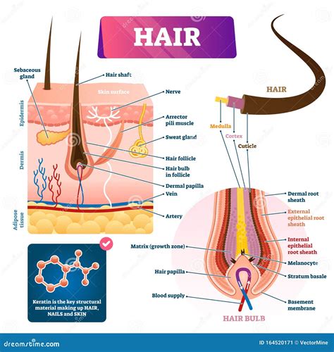 Hair Anatomy Structure Diagram Vector Illustration Stock Vector