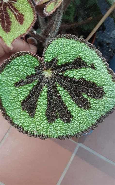Begonia Variegata Y M Shui And W H Chen بگونیا World Flora Pl Ntnet