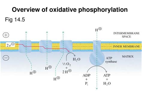 Oxidative Phosphorylation Chart Hqzy