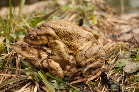 Horny Toad Stock Photos Royalty Free Horny Toad Images Download Pictures On Depositphotos