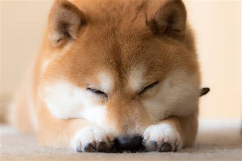 マチコネ
