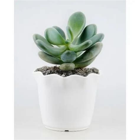 Pachyphytum Oviferum At ₹ 389 Piece रसीला पौधा In New Delhi Id 23759708897