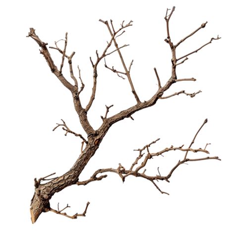 Bare Tree Branch With Acorn On Transparent Background AI Generative 48108186 PNG