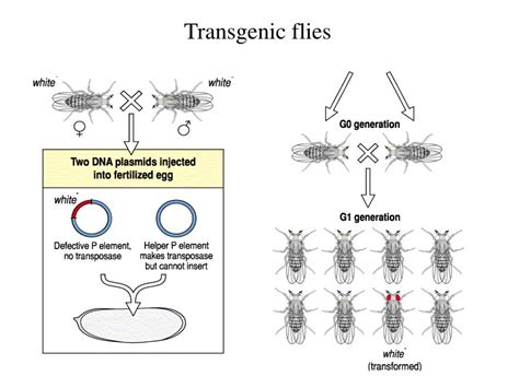 Ppt Drosophila Melanogaster Genetic Studies Microsurgical