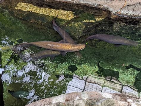 Top 8 Things To See And Do In Smithsonian Zoo Washington