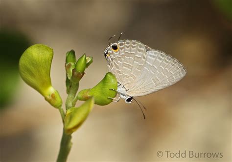 Lycaenidae Blues Flickr