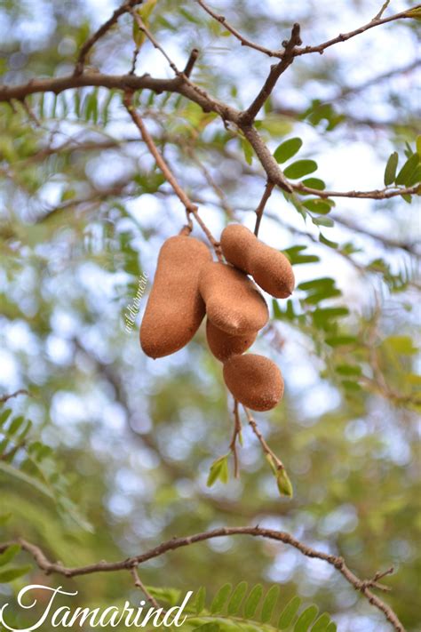 10 Top Benefits And Uses Of Tamarind Imli Wildturmeric
