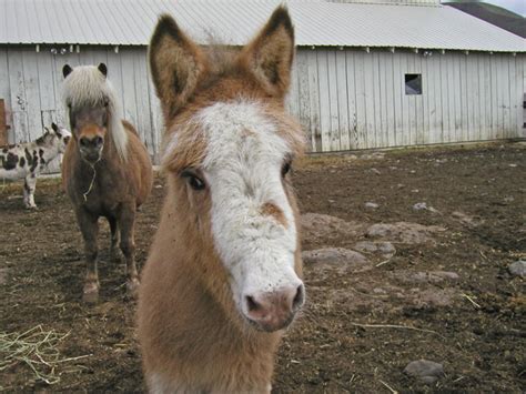 Schreiner Farms Take A Look At Our Wonderful Miniature Mules For Sale