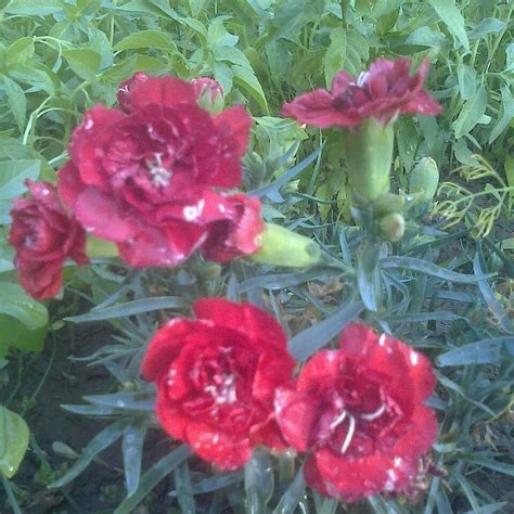 گل خانه مادربزرگ