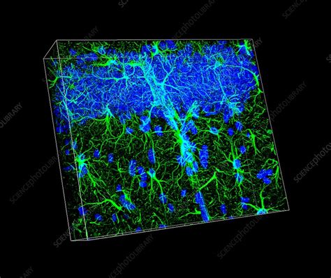 Brain Cells Fluorescence Micrograph Stock Image C023 4119