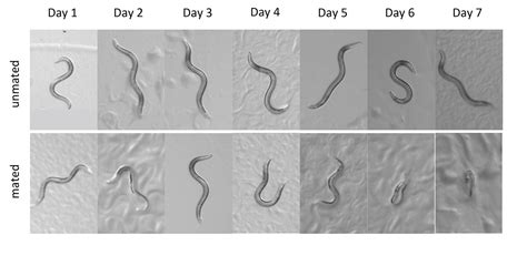 Poison And Mating Regulate Male Roundworm Populations Office Of The