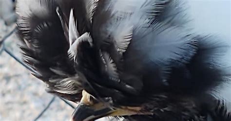 Guacamole Album On Imgur