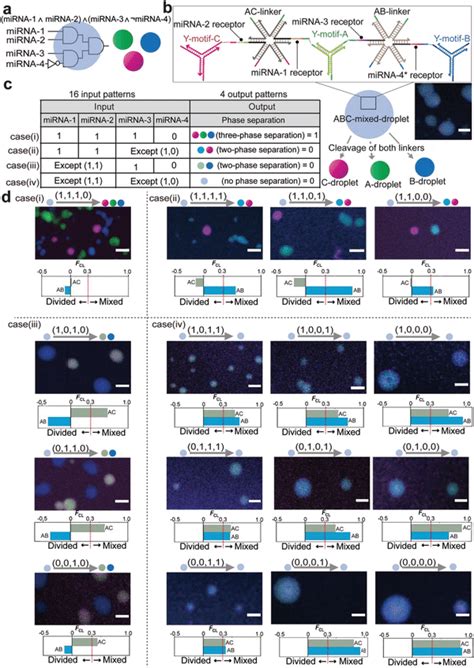 Computational Dna Droplets For Four Mirna Detections A Schematic Of