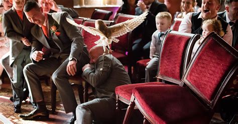 Wedding Photographer Captures Owl Attacking Best Man Petapixel