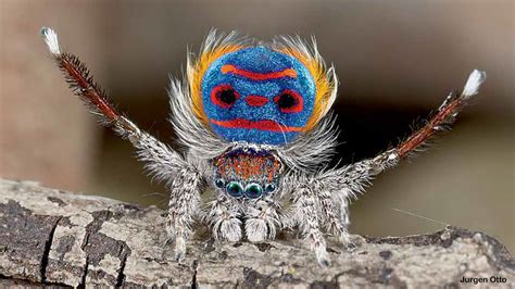 Meet Two Adorable New Spiders Found Sparklemuffin And Skeletorus