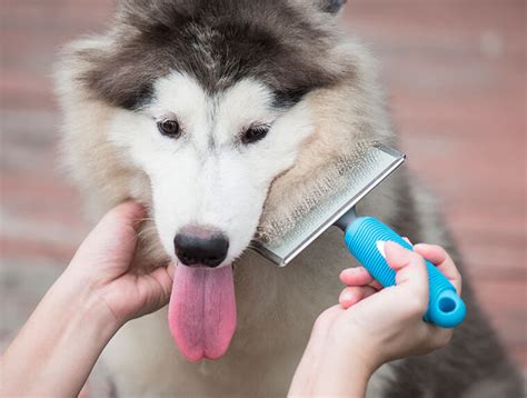 La caída del pelaje en el husky siberiano