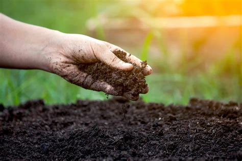 Choosing The Right Type Of Fertilizer For Greenhouse Crops Agrirevu