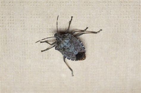 The 12 Most Notorious Biting Stinging Bugs In Florida