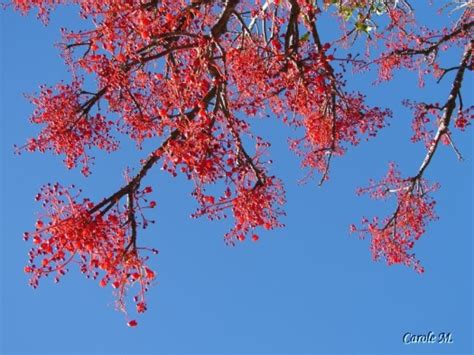 Snap Happy Birding Favourite Flowers Near Christmastime In Australia