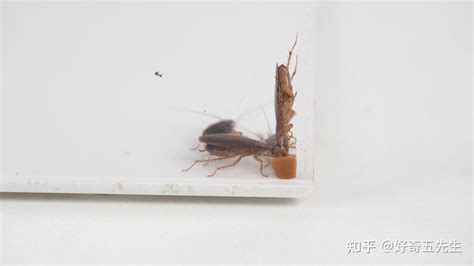 如何彻底消灭德国小蠊蟑螂
