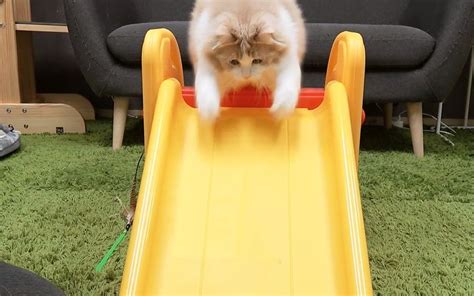 【creamheroes 7只猫和人类】【野生字幕】跟猫咪们玩滑梯很开心哔哩哔哩bilibili