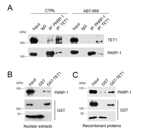 Tet1 Interacts With Parp 1 Protein Also In Absence Of Pars A