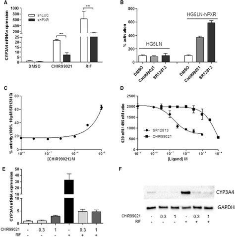 Chir99021 Activates Pxr A Rt Qpcr Analysis Of Cyp3a4 Mrna Expression