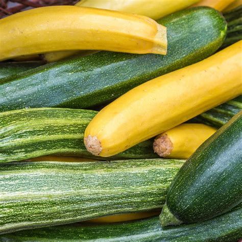 Green Squash