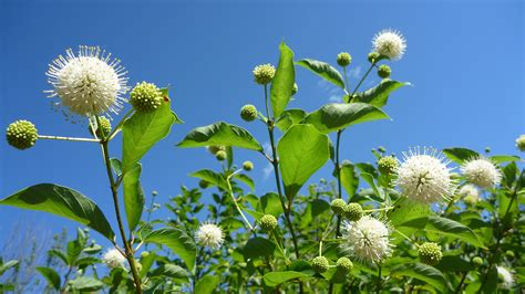 Cephalanthus Occidentalis Common Buttonbush Go Botany