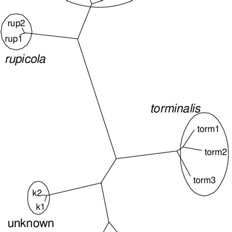 Upgma Dendrogram Showing Relationships Of Sorbus Taxa Whose Dna Was
